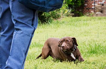 National Dog Bite Awareness Week - What We Do - About.usps.com