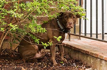 National Dog Bite Awareness Week - What We Do - About.usps.com